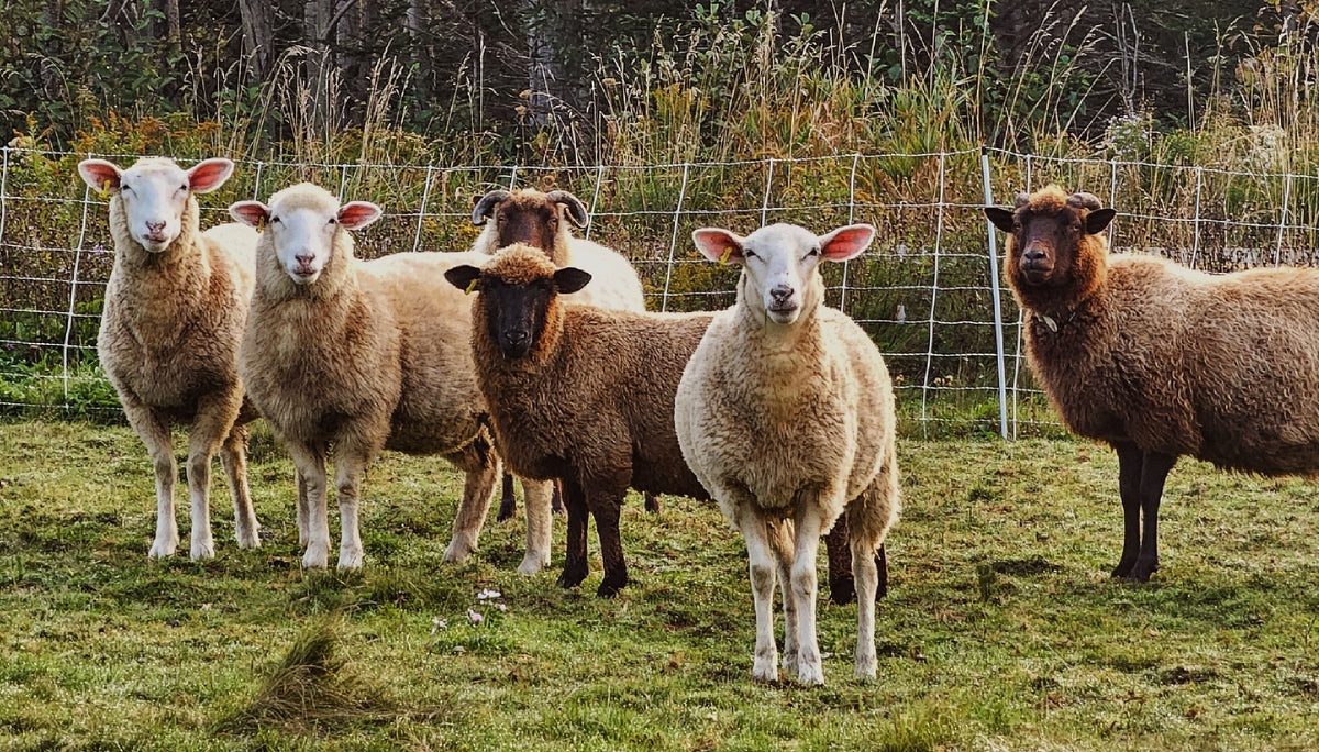 Kelly's Sheep Squad Yarn – knitbrooks